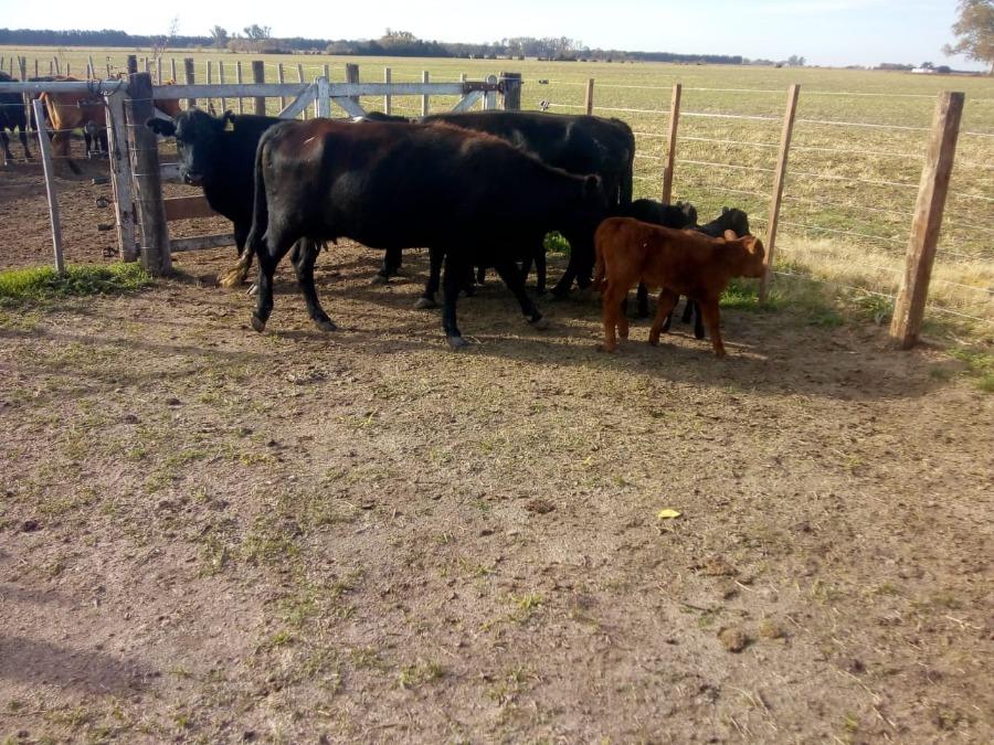 Pesada: .En la filmación hay 4 vacas.